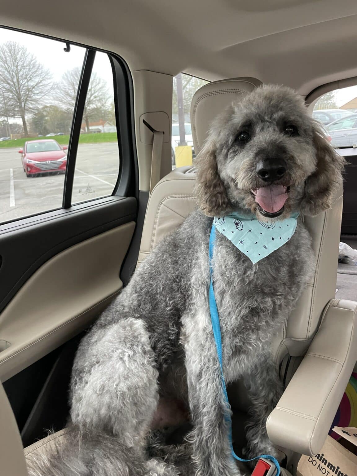 Kids Korner: The Adventures of Shadow the Dog - Gadsden Messenger